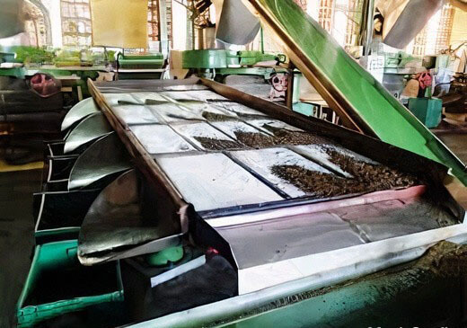 Process of Black tea production - چای طلای سبز سهیل